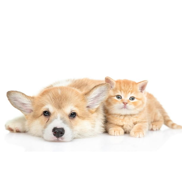 Do Corgis Get Along With Cats