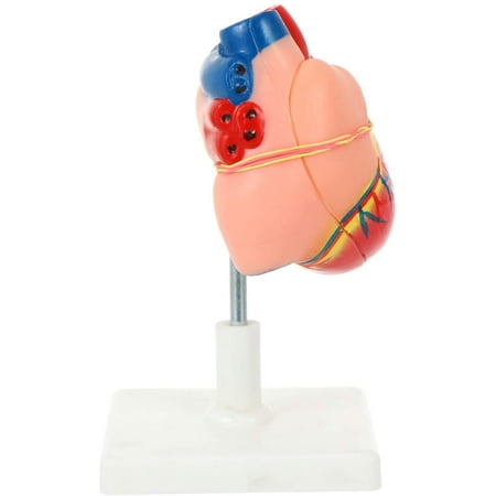 Life Size Human Heart Replica Anatomical Structures with Display Base ...