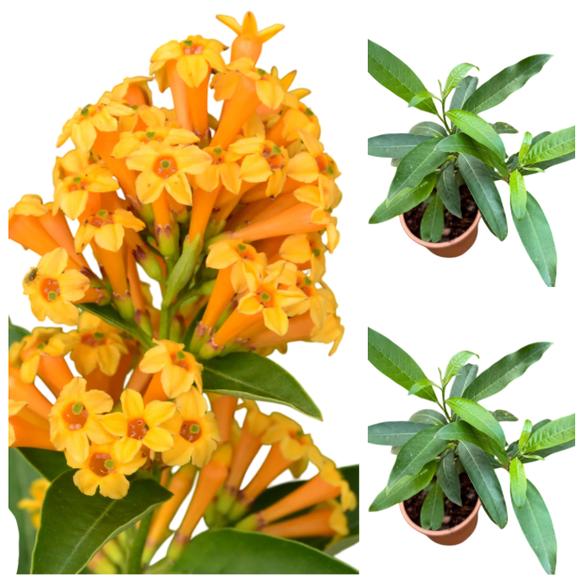 Grand Duke of Tuscany Jasmine Live Plant, Blooming Jasmine Plant Live ...