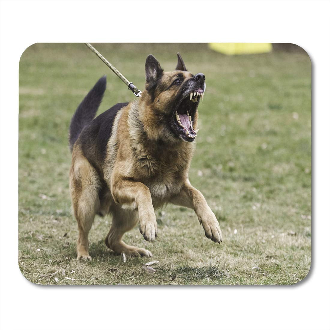Are German Shepherds Dog Agressive