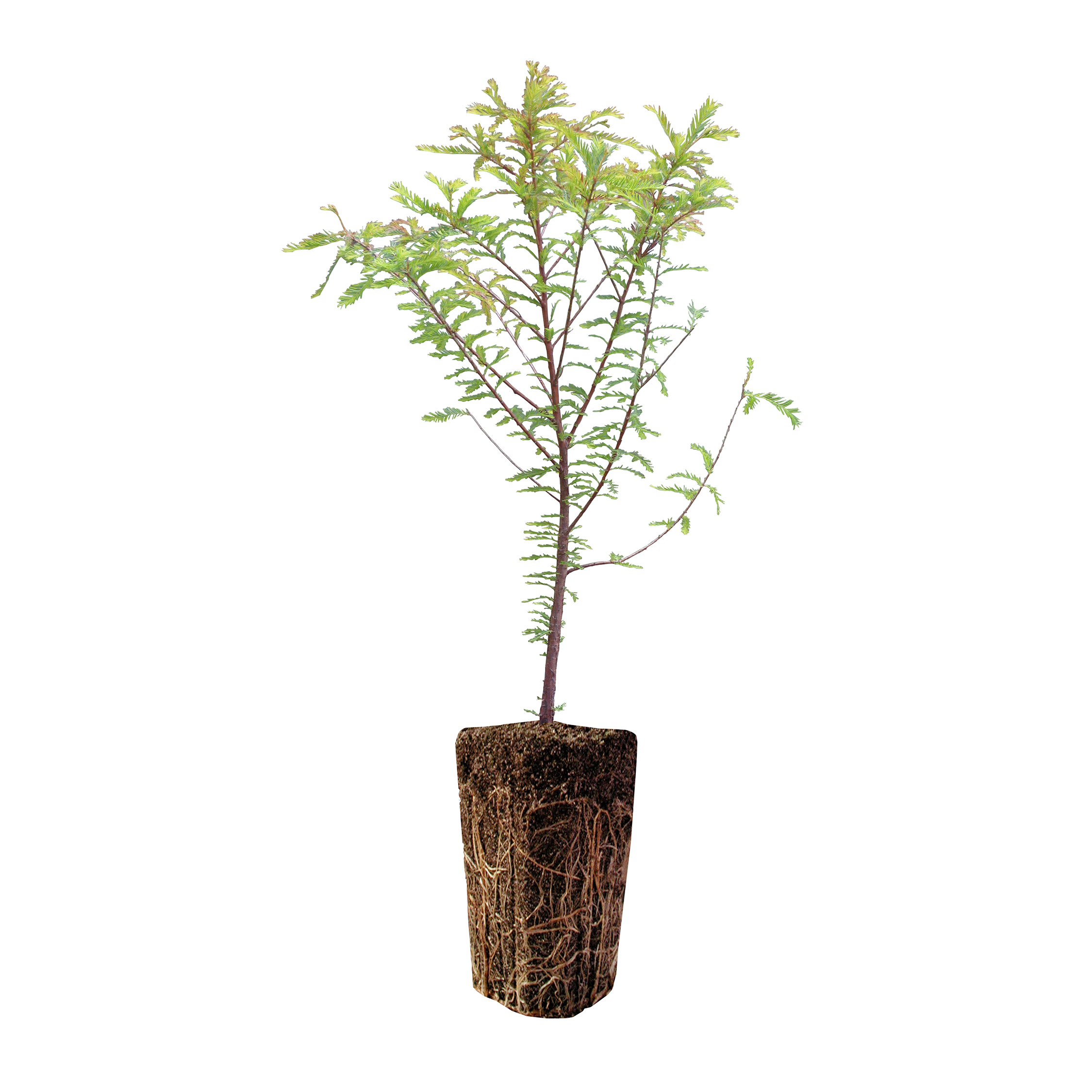Montezuma Cypress | XL Tree Seedling | The Jonsteen Company - Walmart.com