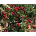 Bloomables 2 gal Rose Arborose Florentina Live Shrubs - Walmart.com