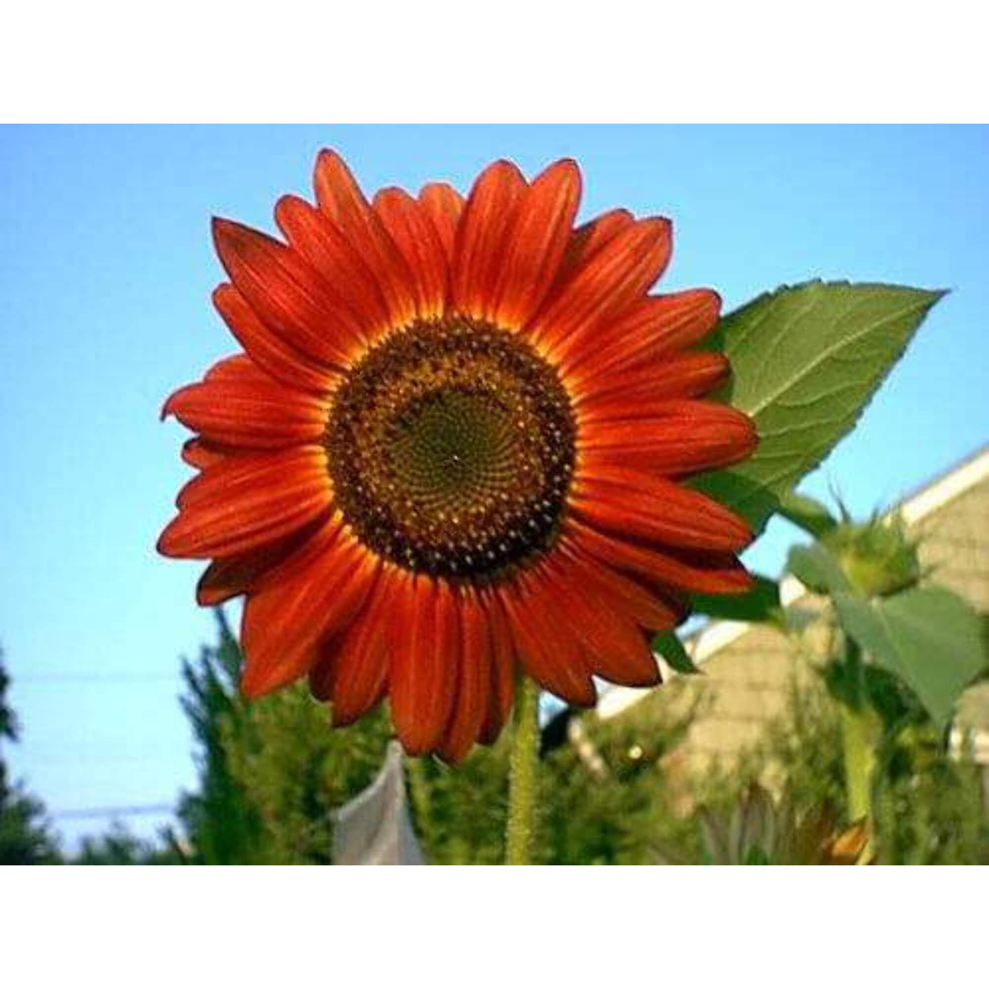 Click here for Seedville Usa 25 Red Sun Sunflower Helianthus Annu... prices