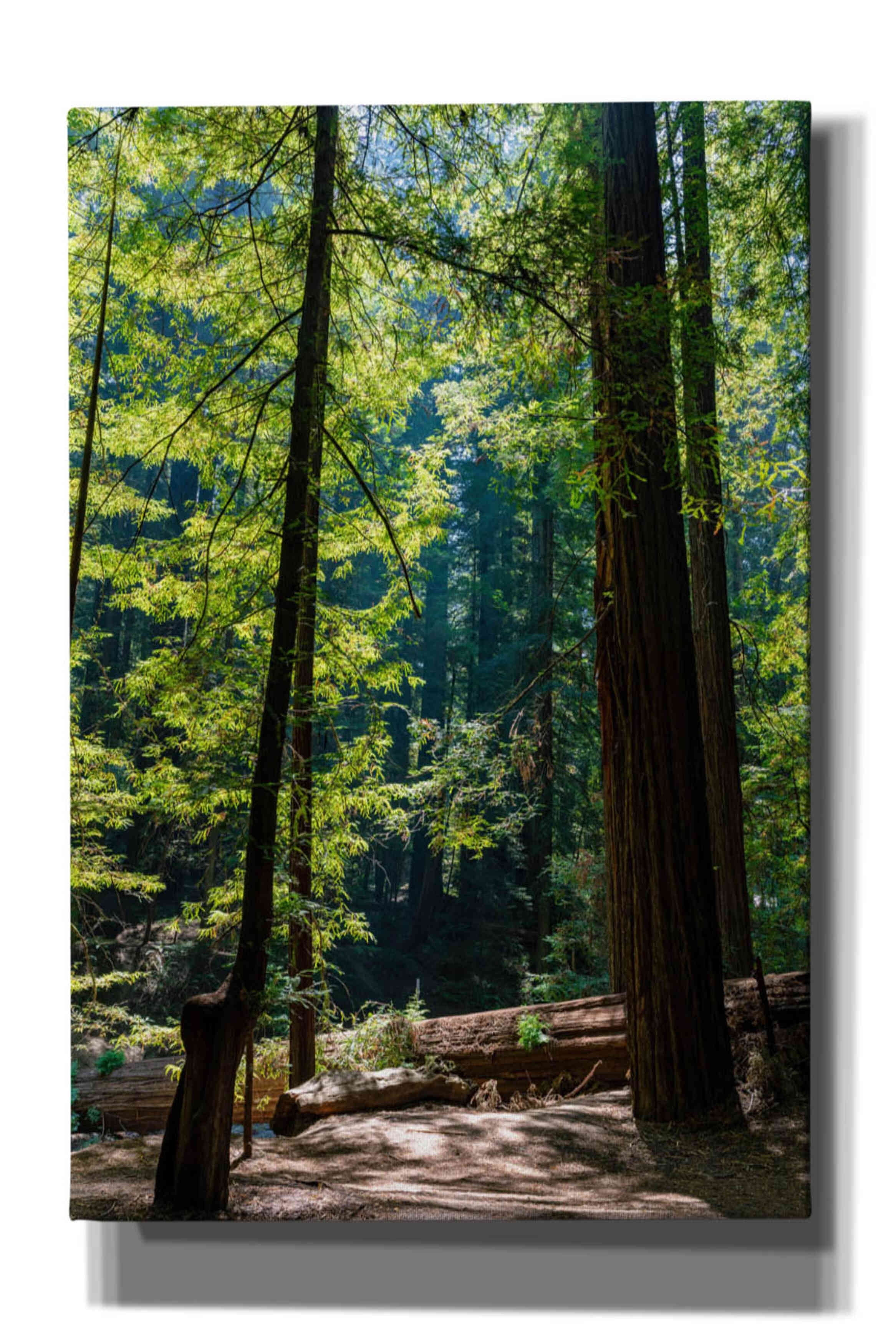 Epic Graffiti 'Trees 3' by Epic Portfolio, Canvas Wall Art, 12"x18 ...