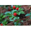 Seedville USA 15 Western Bunchberry Seeds, Alaskan Dogwood, White ...