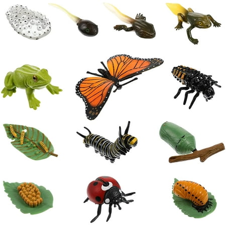 HTCM Life Cycle Figures, Frog, Insect Life Cycle of A Butterfly Frog ...