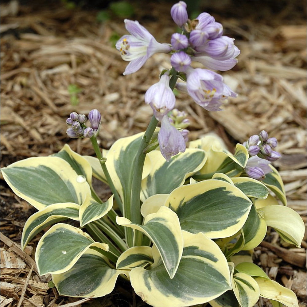 Frosted Mouse Ears Hosta - Dwarf/Fairy Garden/Rock Garden - 3.5" Pot ...