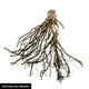 Filigree Hosta Dormant Bare Root Perennial Plant, 1-Pack - Walmart.com