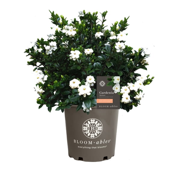 Gardenia Potted Plant