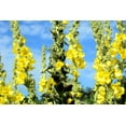 CZ Grain Mullein Seeds, 100 Bulk Fresh, Ornamental Flowering Heirloom ...