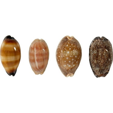 Alabaster Murex Seashell 4-5" - Walmart.com