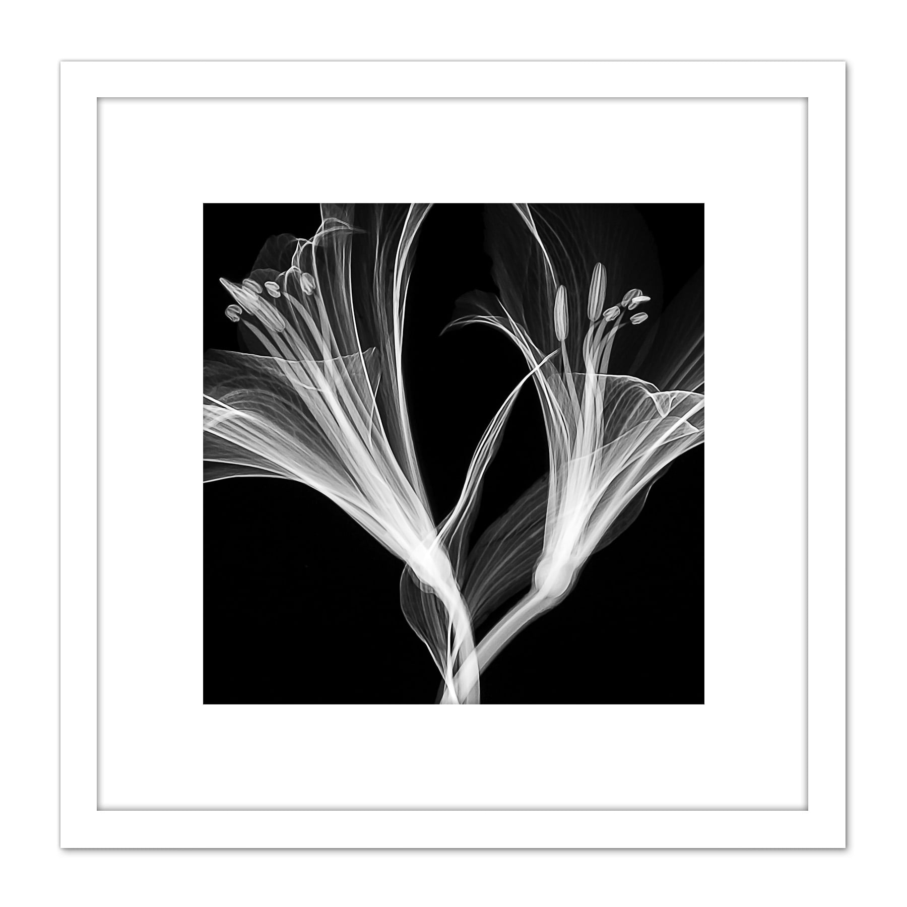 Schwartz NJIT Flowers Greyscale X-Ray Transparent Photo 8X8 Inch Square ...