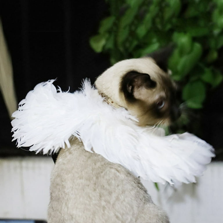 Anime Cat With Angel Wings