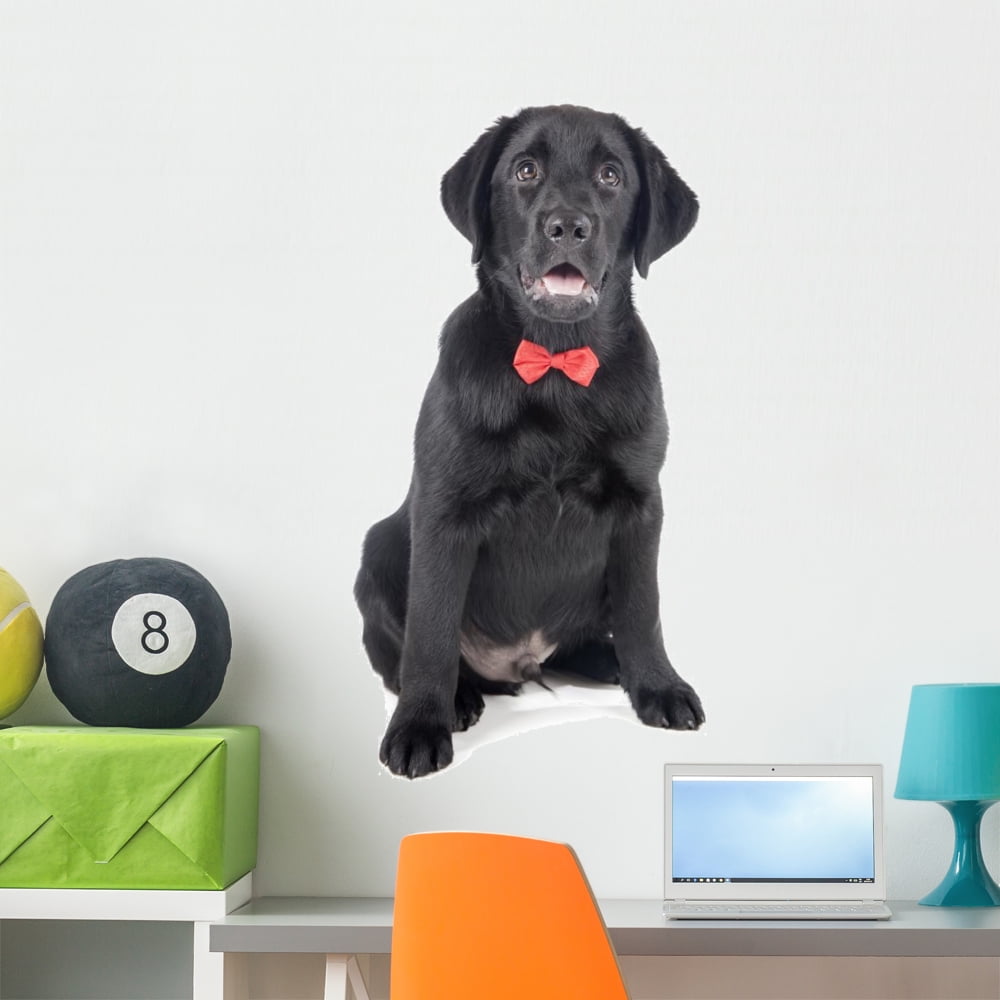 Black Lab Puppy Two Wall Mural Decal by Wallmonkeys Vinyl Peel and ...