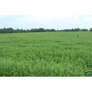 Dove Proso Millet Seed - 1 Lb. - Walmart.com