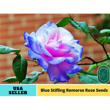 30 Rare Seeds| English Blue and Yellow Rose #1126 |BUY 4 GET 1 FREE ...