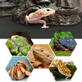 Bearded Dragon Tank Accessories, Reptile Terrarium Carpet Soft ...