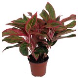 Firecracker Chinese Evergreen Plant - Aglaonema - Grows in Dim Light ...