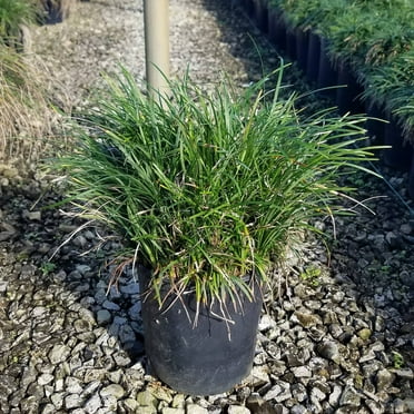 Mondo Grass - 18 Pack (3.25 In. Pots) Evergreen Groundcover - Full Sun ...
