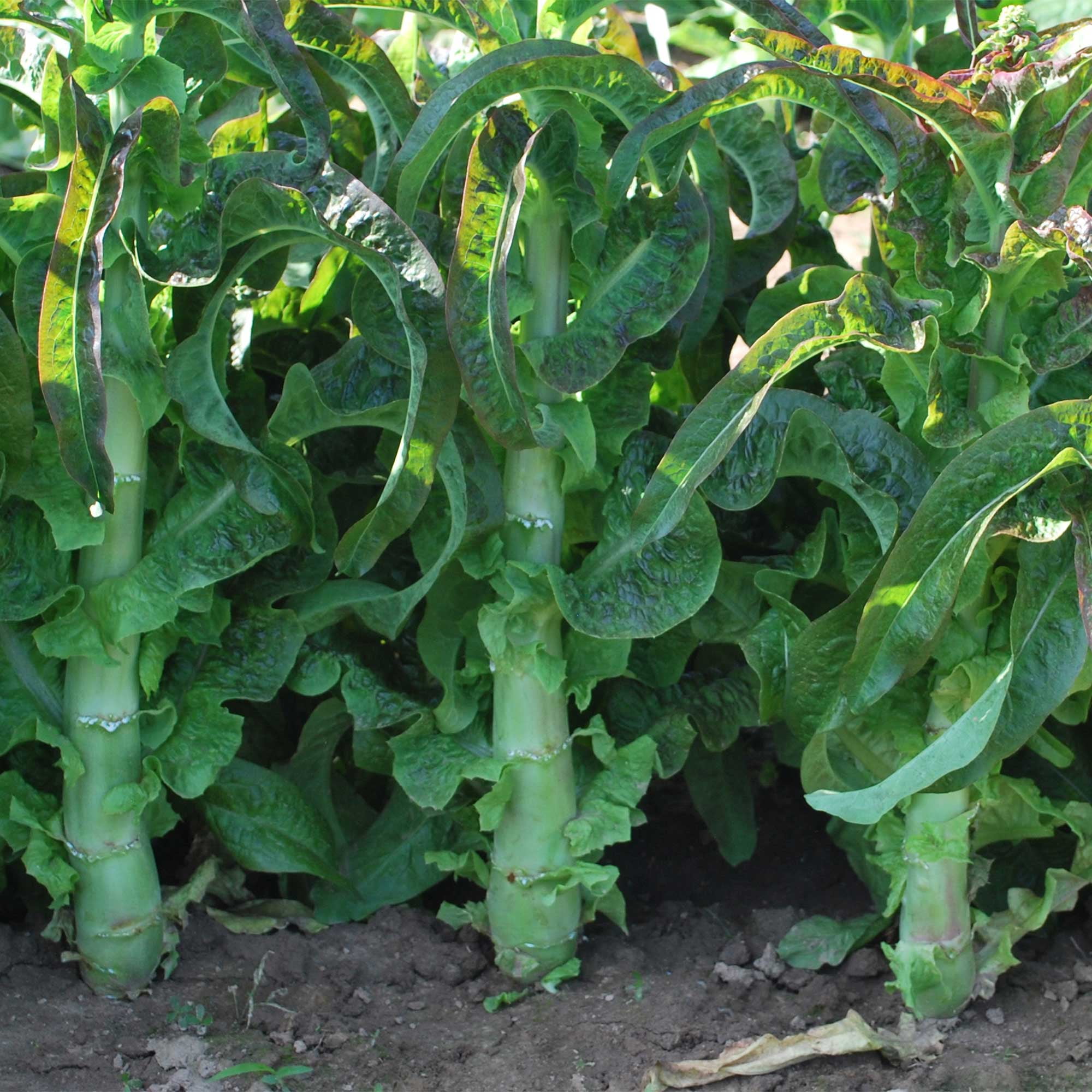 Lettuce Seeds - Pointed Taiwan Sword Leaf - 1 Lb ~352000 Seeds - Non ...