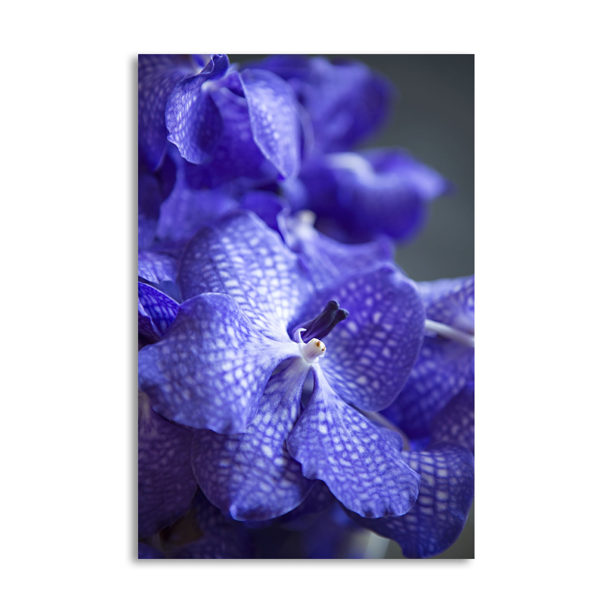 Gango Home Decor Contemporary Vibrant Periwinkle Floral I by Karyn ...
