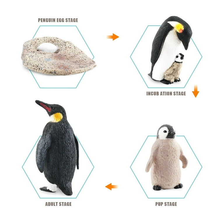 Life Cycle Of A Penguin