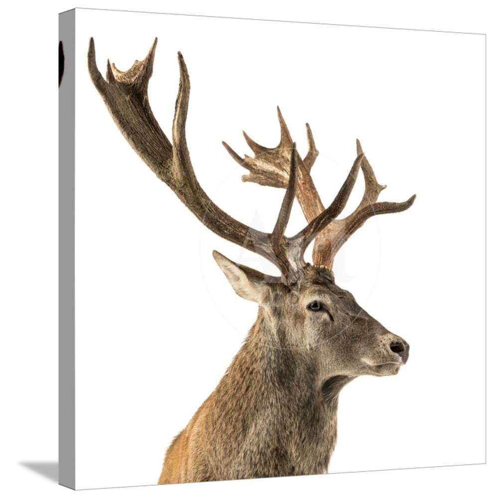 CloseUp of a Red Deer Stag in Front of a White Background, Animals ...