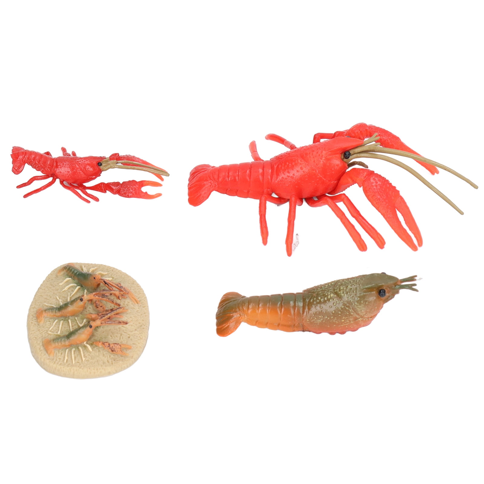 Crayfish Life Cycle