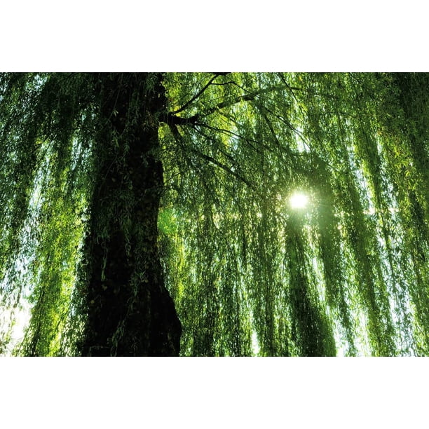 Weeping Willow Tree - Live Plant - Fast Growing, Arching Canopy ...