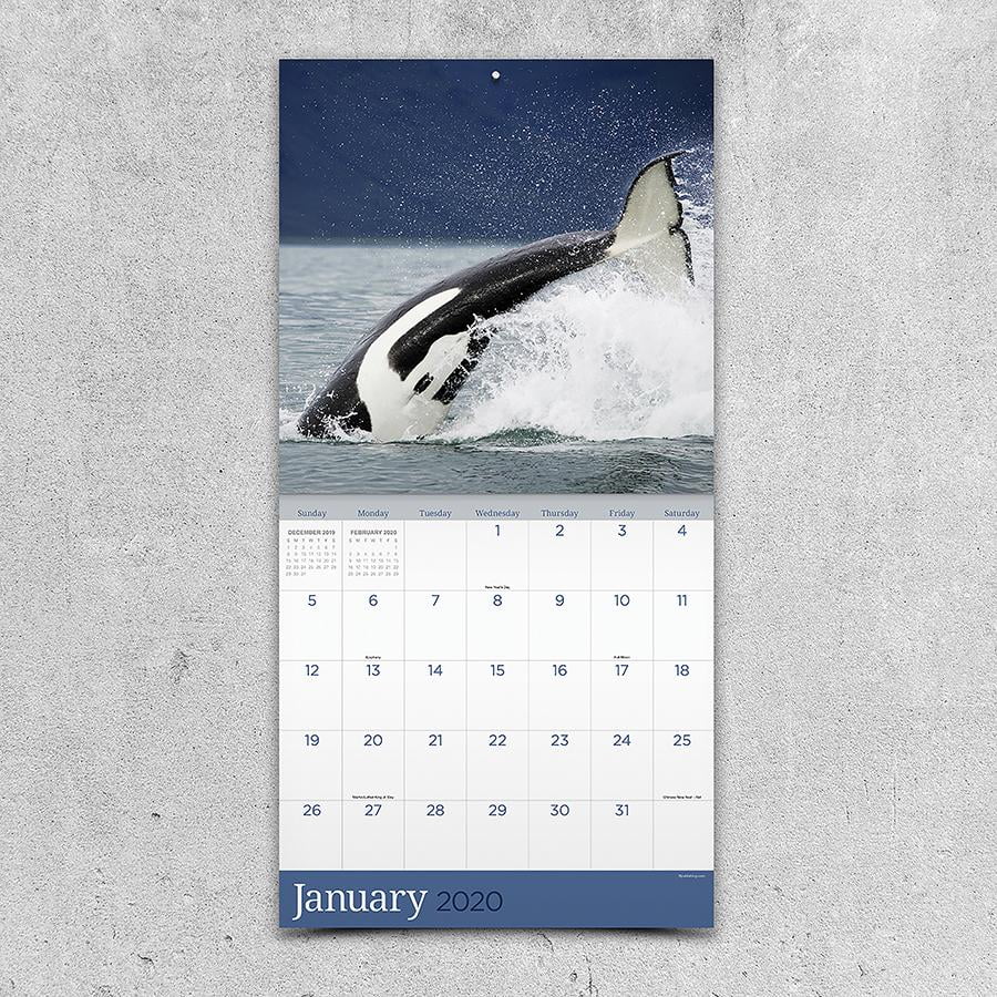 2020 Save the Orcas Wall Calendar | Walmart Canada