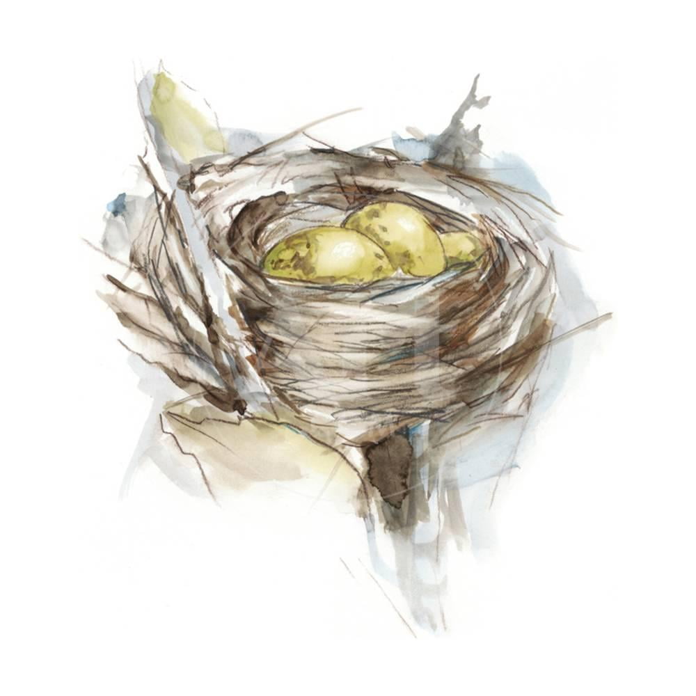 Bird Nest Study III, Animals Unframed Art Print Wall Art by Ethan ...