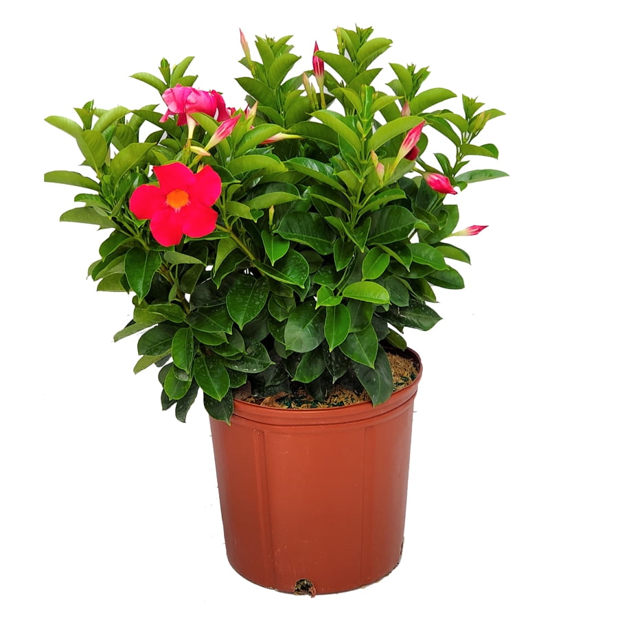 Coral Colored Tropical Flowers