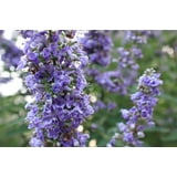 Serendipity Seeds, Chaste Tree, 25 Heirloom Seeds, Purple Flower Plumes ...