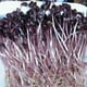 Sango Purple Radish Microgreens Seeds - 1 Oz - Purple Leaves - Non-GMO ...