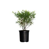 Reeves Bridal Wreath Spirea (2.5 Quart) White Blooming Deciduous Shrub ...