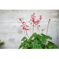 100 Red HEUCHERA SPLENDENS Coral Bell Heuchera Sanguinea Shade Flower ...