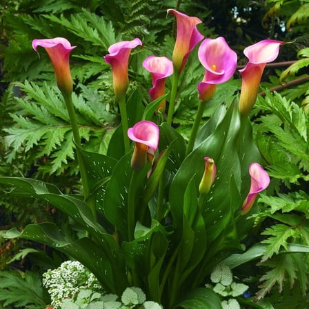 Easy to Grow Calla Garnet Glow 3 Plant Bulbs, Deep Pink Blooms Summer ...