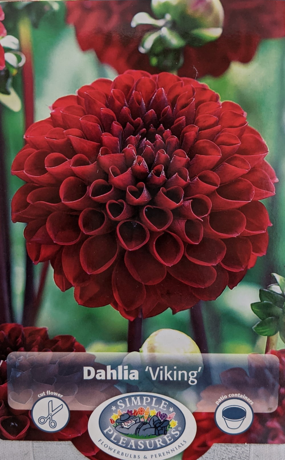 Viking Pompon Dahlia - #1 Size Root Clump - Scarlet Red! - Walmart.com