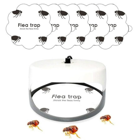 5PCS Flea Trap Stickers Sticky Sticky Sticky Sticky Trap Flea Sticky ...
