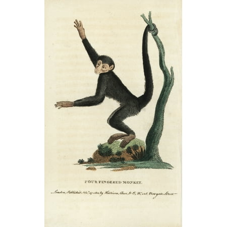 Red-Faced Spider Monkey, Ateles Paniscus Poster Print By ® Florilegius ...