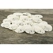 Bulk Set of 15 Imperfect Sand Dollars 2" - 3 1/4" | Ultimate Craft and ...