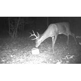 Manna Pro Acorn Rage Blocks Deer Attractant - Walmart.com