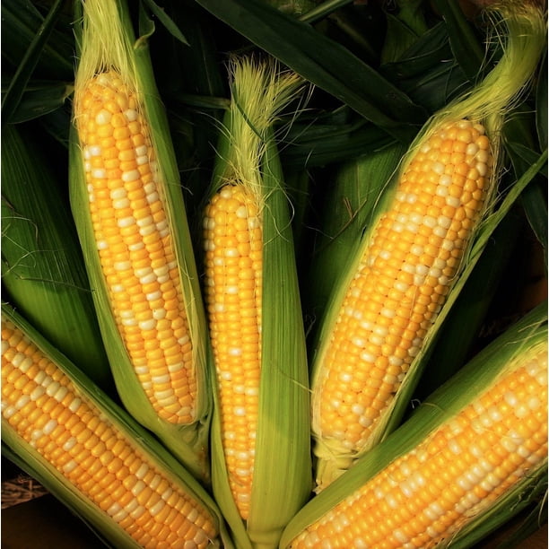 Stowells Evergreen Sweet Corn