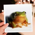 3drose, Macro Photograph of a Green Copes Gray Tree Frog., 6 Greeting ...