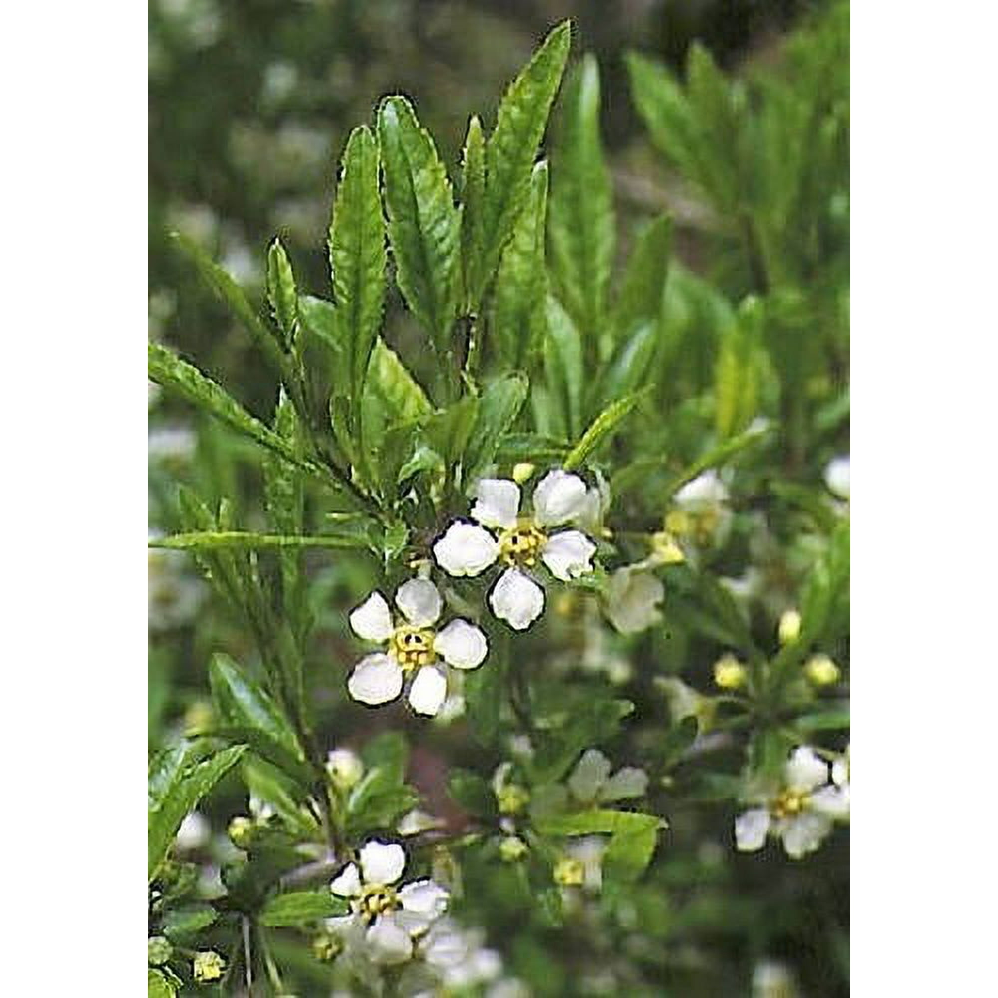 Click here for Seedville Usa 5 Cherry Prinsepia Chinese Sinensis... prices