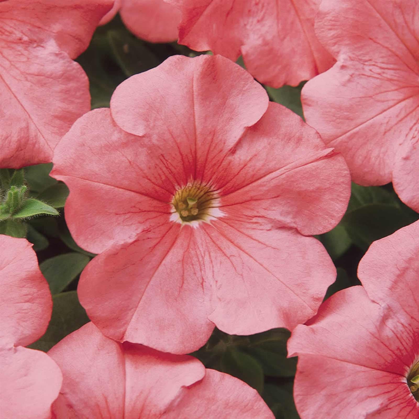 Petunia - Madness Series Flower Garden Seed - 1000 Pelleted Seeds ...