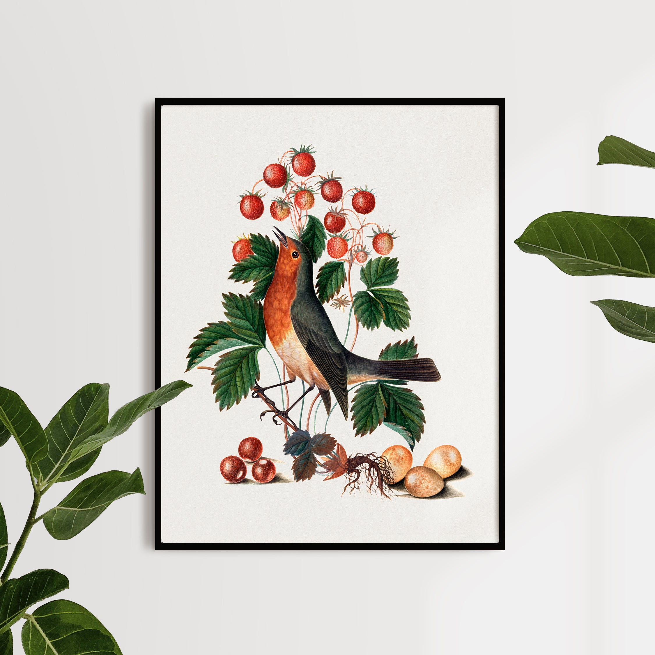 European Robin and Wild Strawberry from the Natural History Cabinet of ...