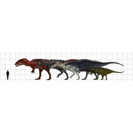 Carcharodontosauridae size chart featuring Carcharodontosaurus ...