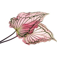 10 Weber's Pink Parrot Tulip Bulbs for Planting - Easy to Grow - Walmart.com