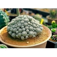 20 Rare Button Cactus Seeds - Epithelantha Micromeris - Ships from Iowa ...